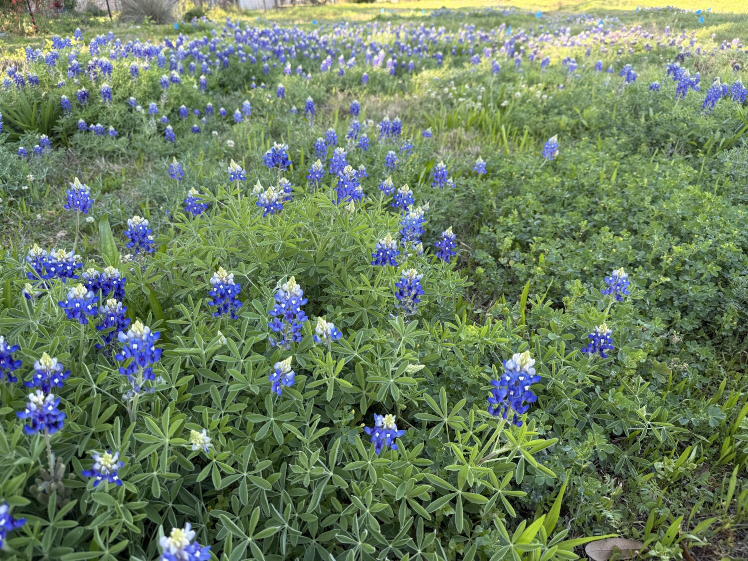 bluebonnet season – Houston Public Media