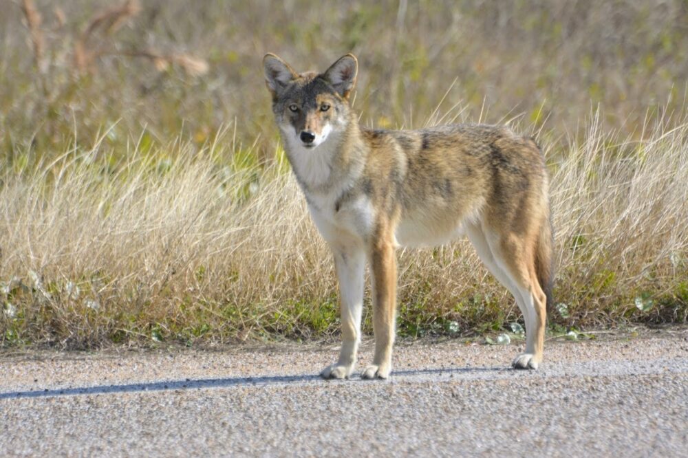 TxDOT installs wildlife crossing signs in Galveston to protect rare ...