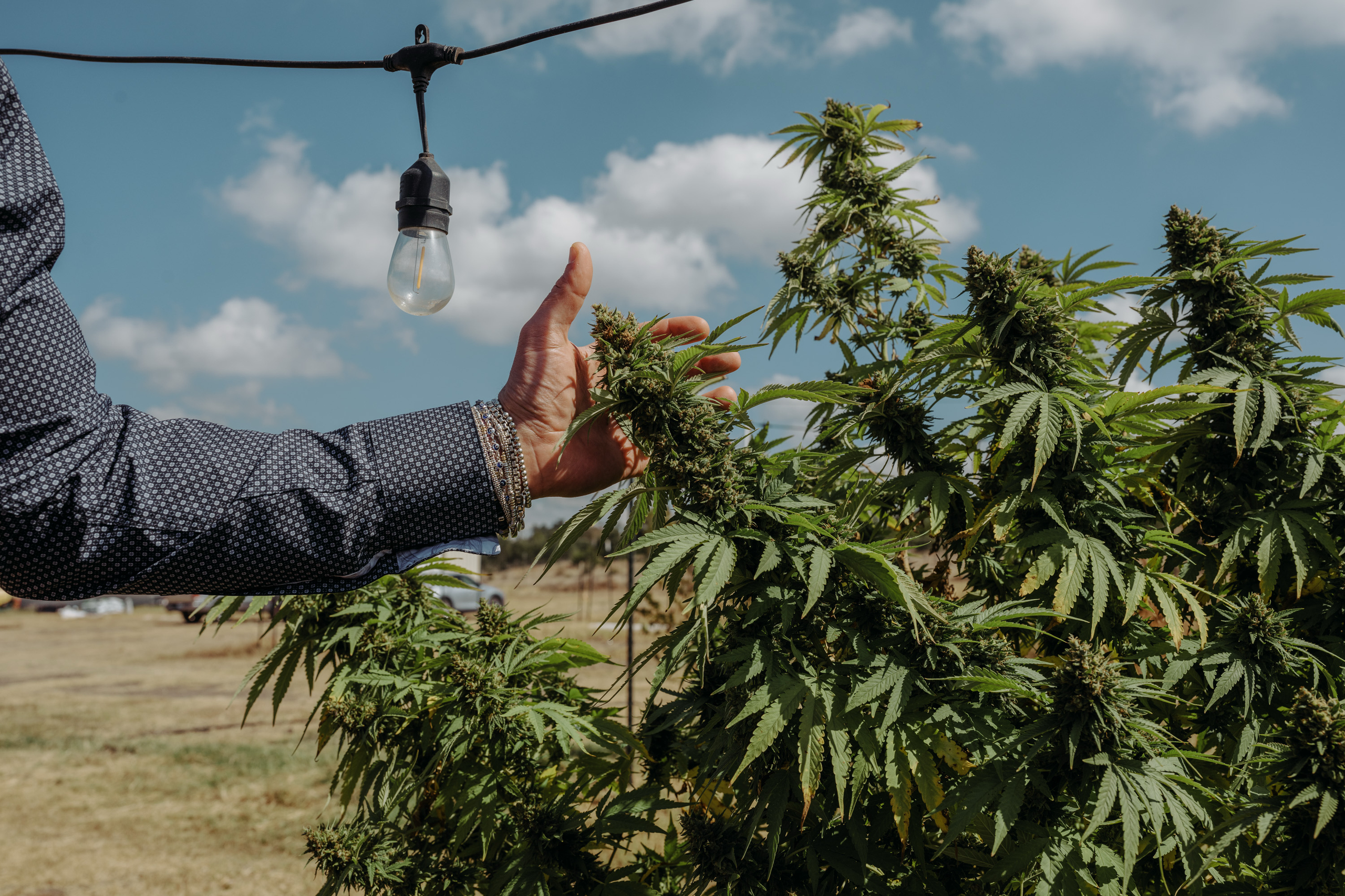 Texas cannabis businesses sue state to block smokeable hemp ban ...