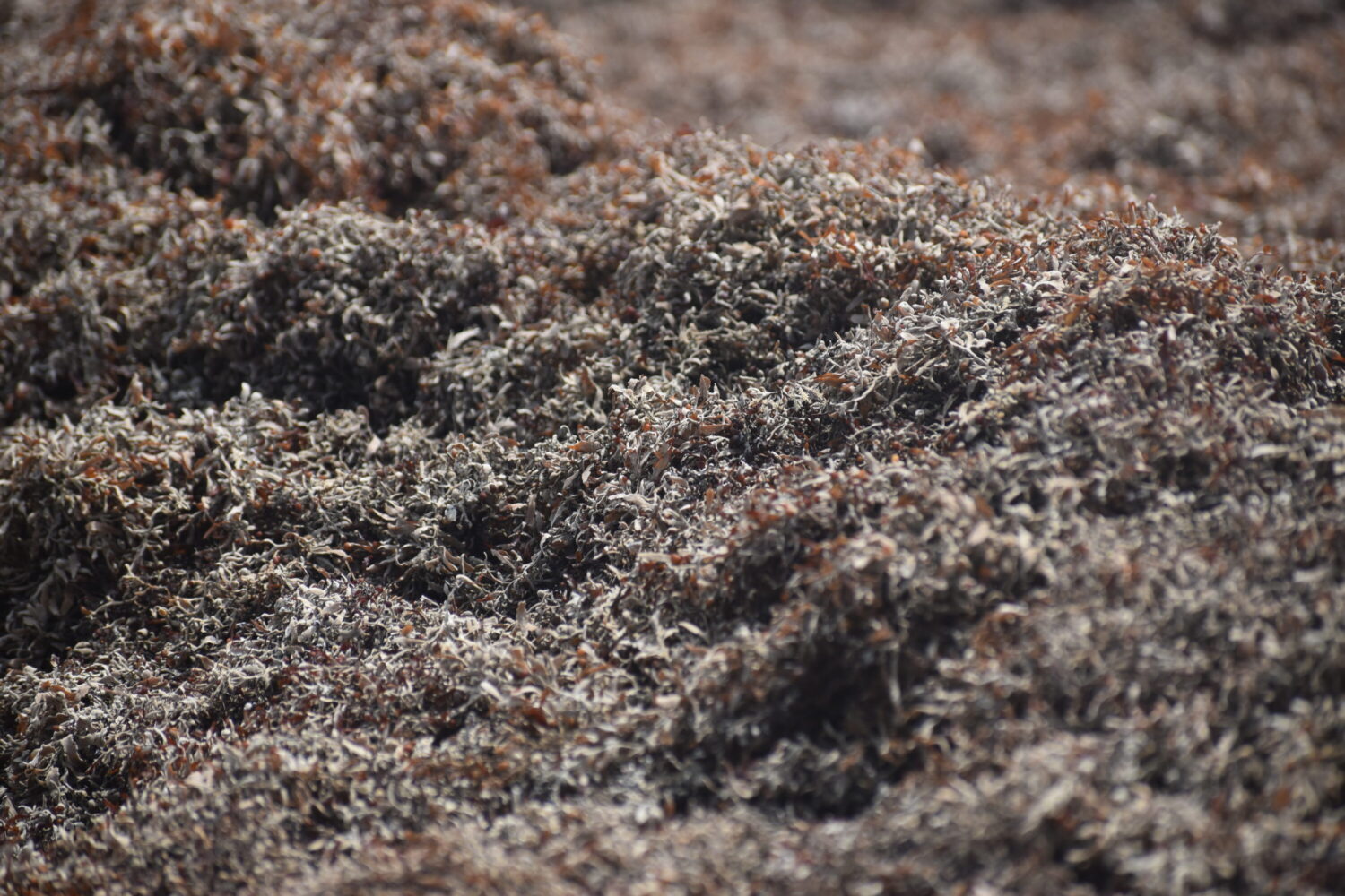 Galveston crews move seaweed away from shorelines just in time for ...