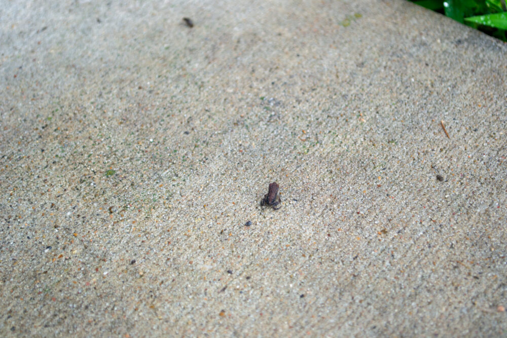Toad takeover: Why millions of tiny toadlets appear in Houston during ...