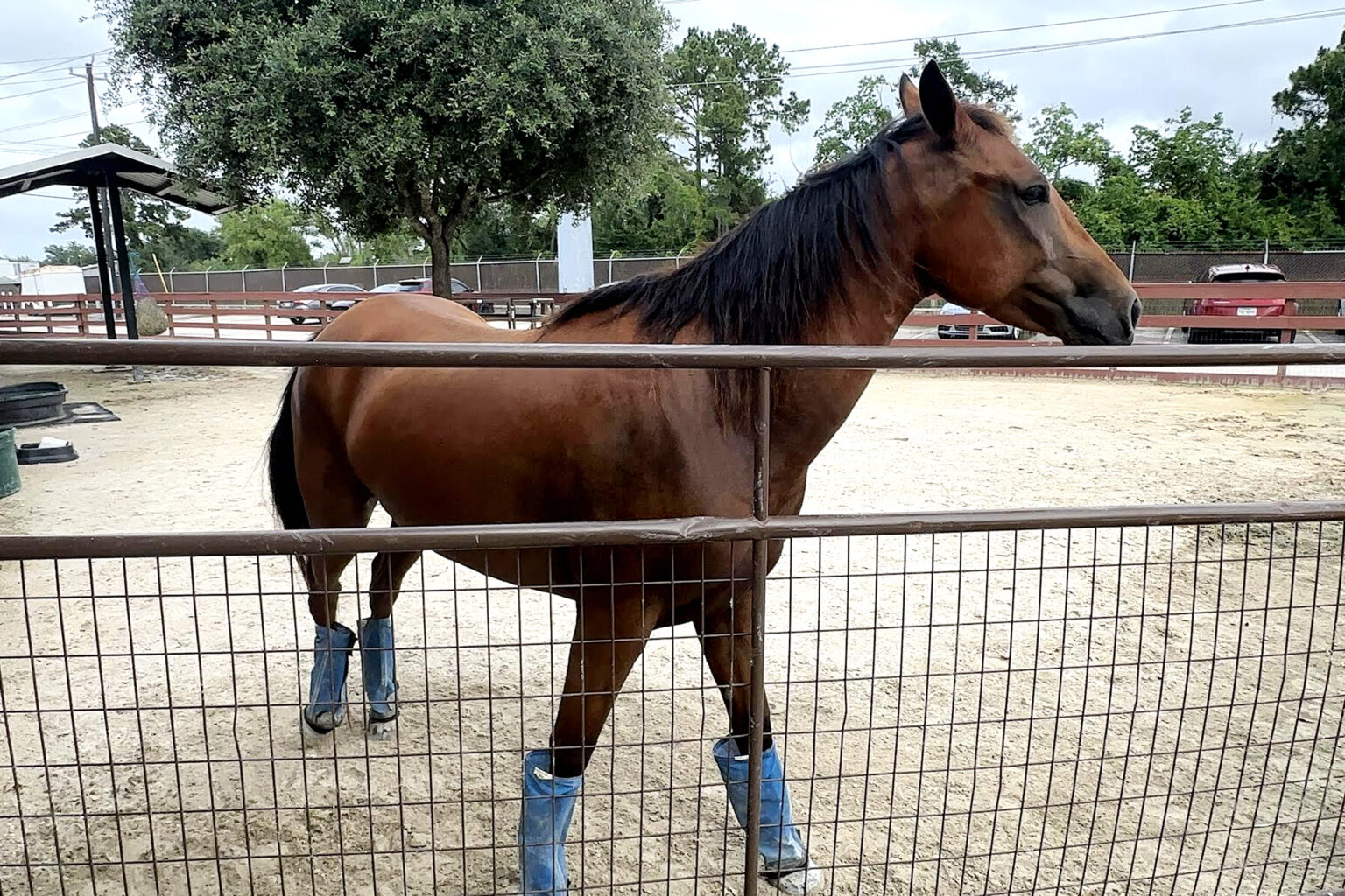 “Mass euthanasias”: Screwworm could have deeper implications for Texas ...
